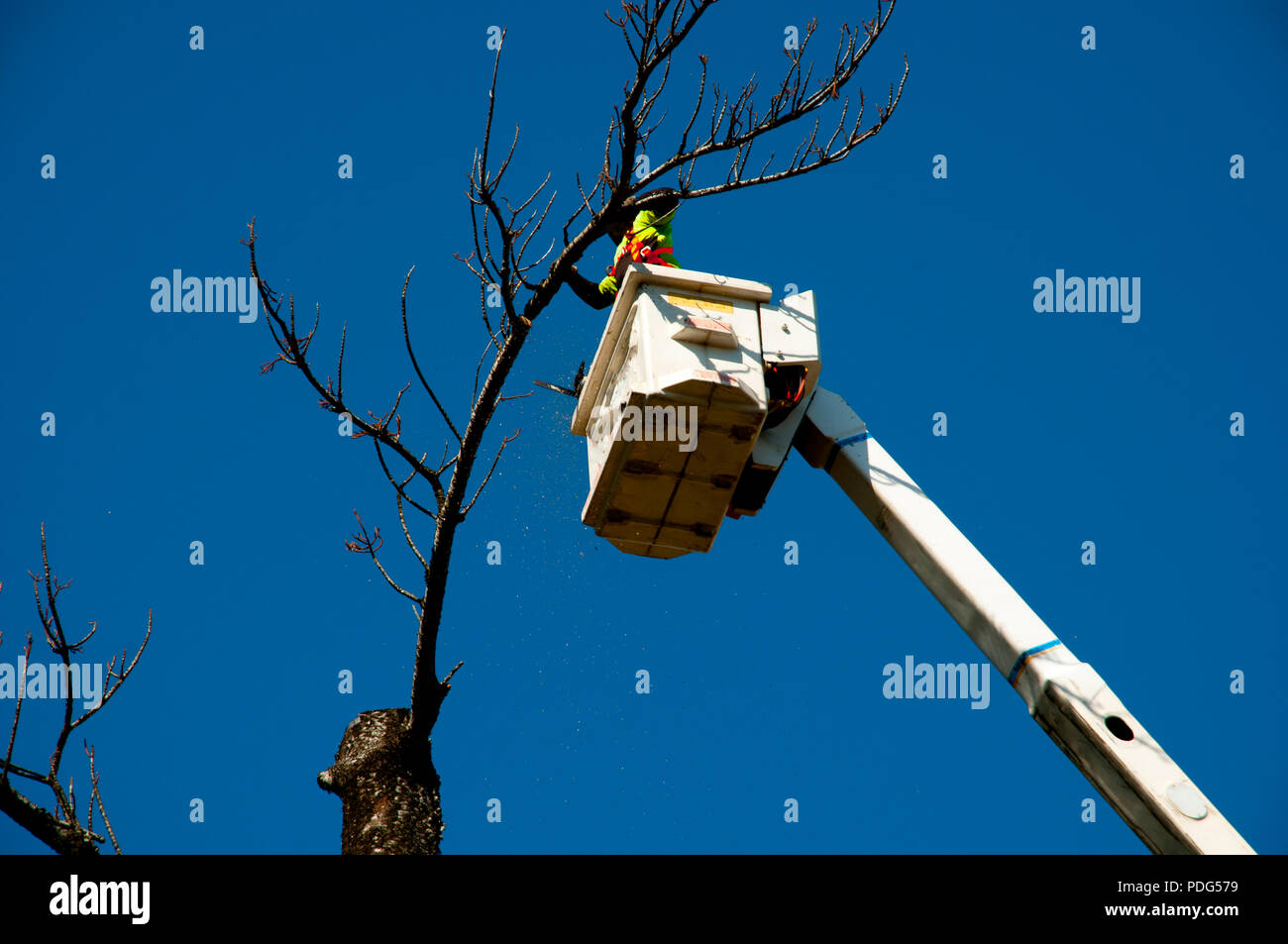 Tree Felling in Bucket Lift Stock Photo - Alamy