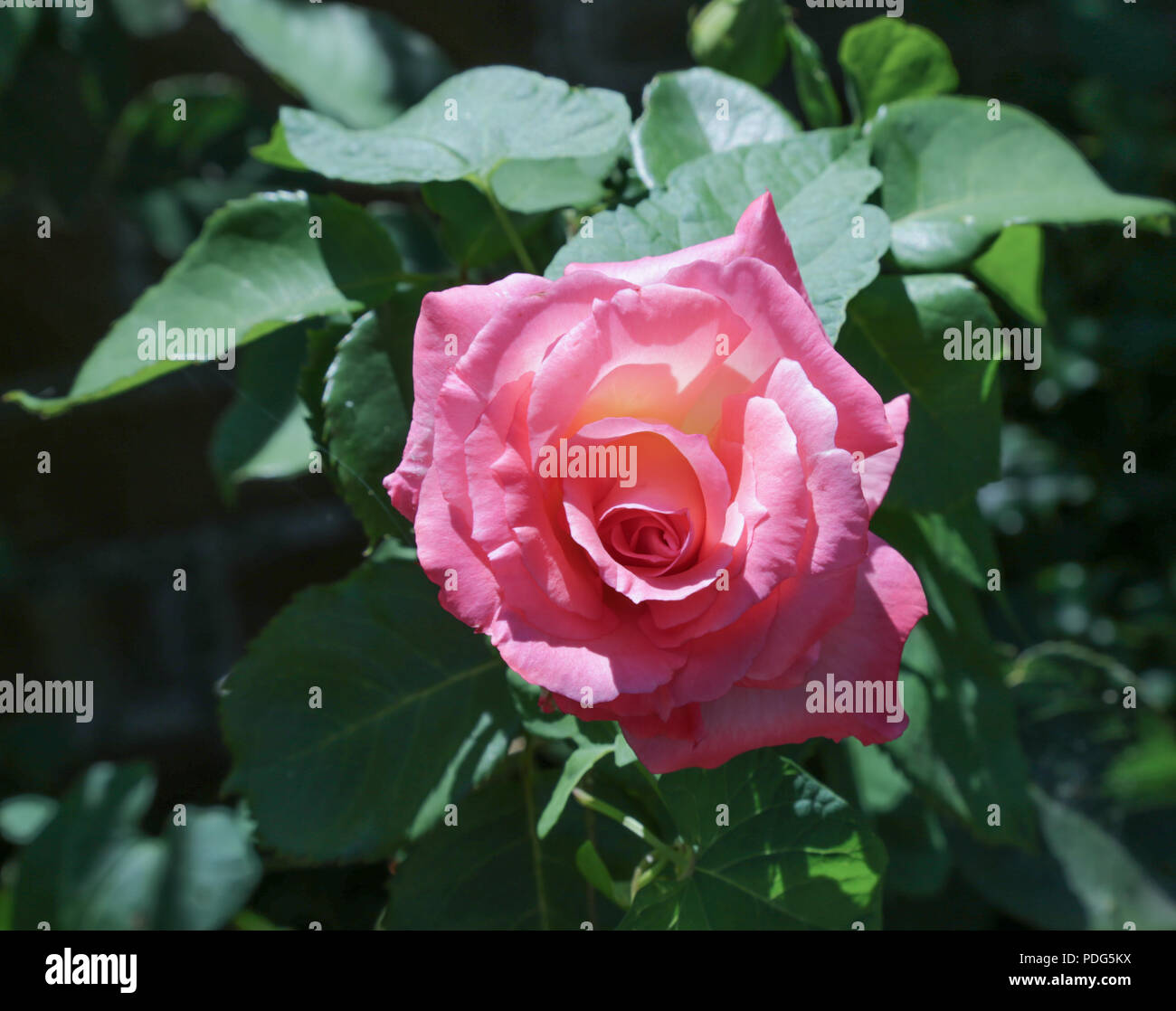 Single pink rose in full bloom Stock Photo - Alamy