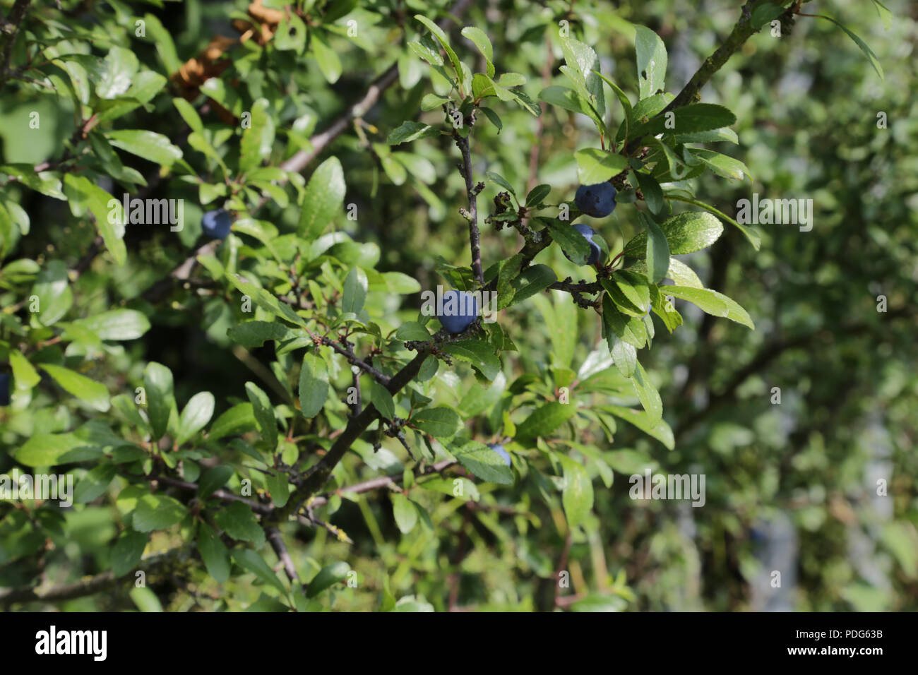 Sloe fruit still on the branch Stock Photo - Alamy
