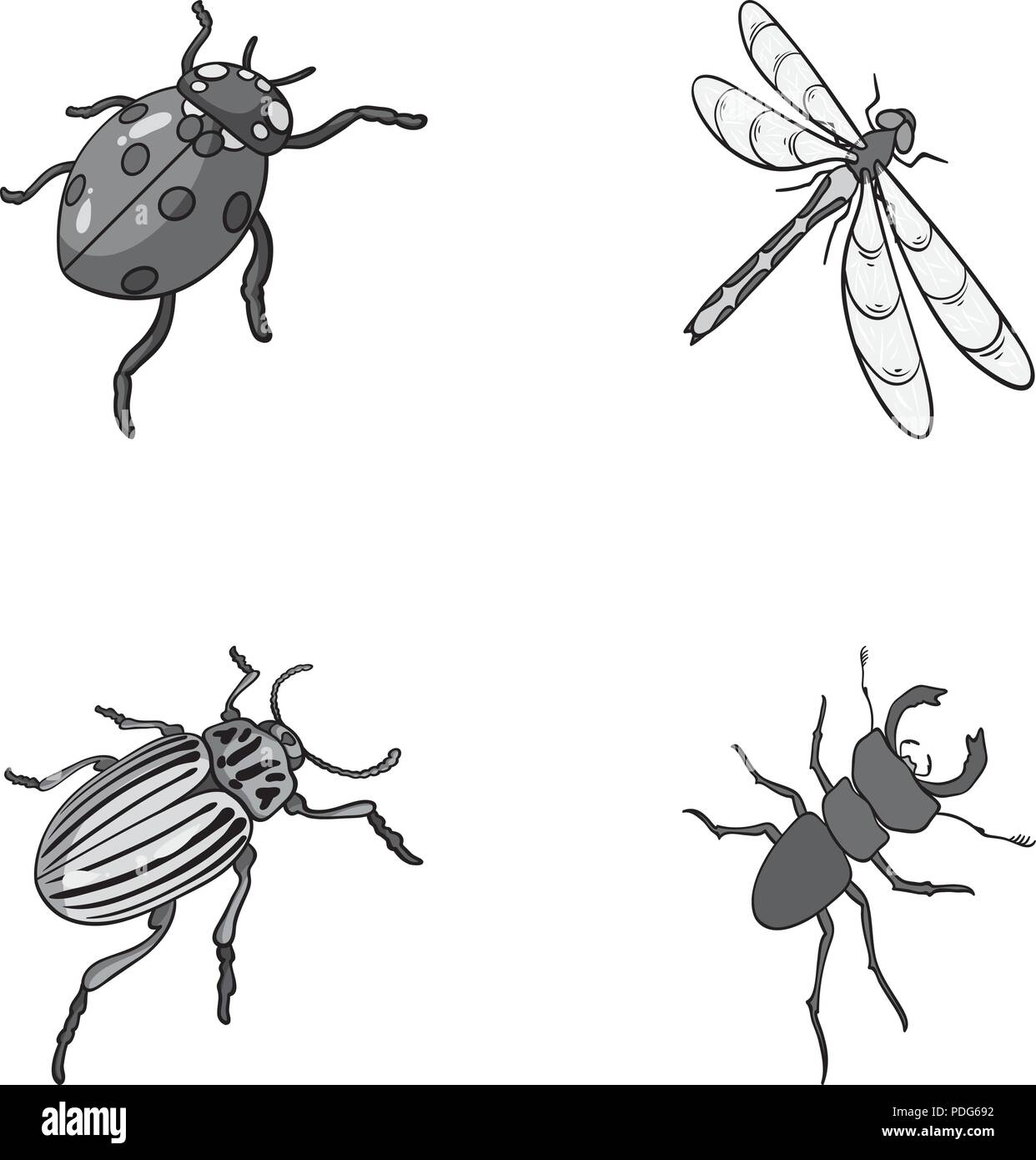 animal,arthropod,beetle,claw,coleopteraladybug,collection,colorado ...