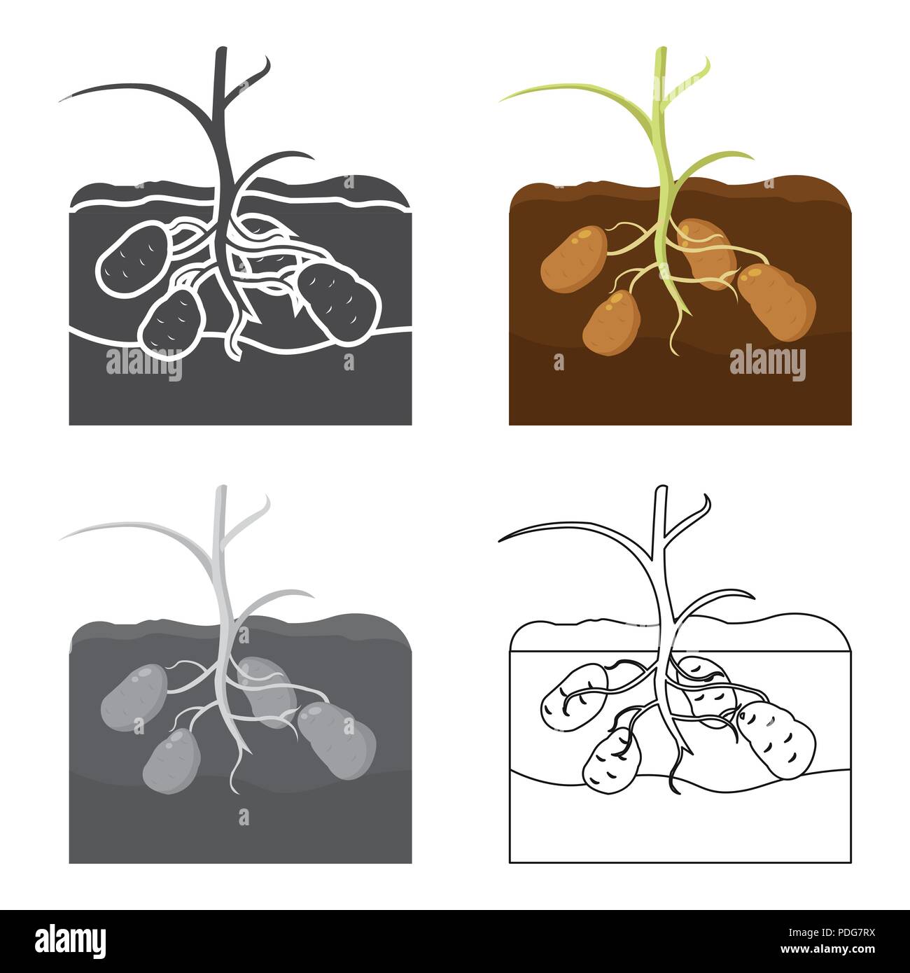 Potato icon cartoon. Single plant icon from the big farm, garden ...