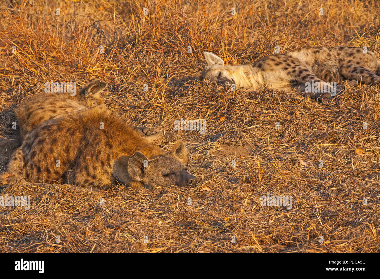 Spotted hyena night hi-res stock photography and images - Alamy