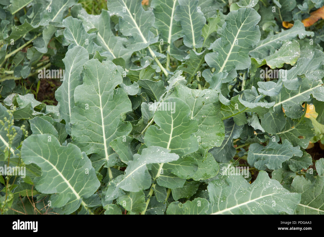 Fields of vegetables hi-res stock photography and images - Alamy