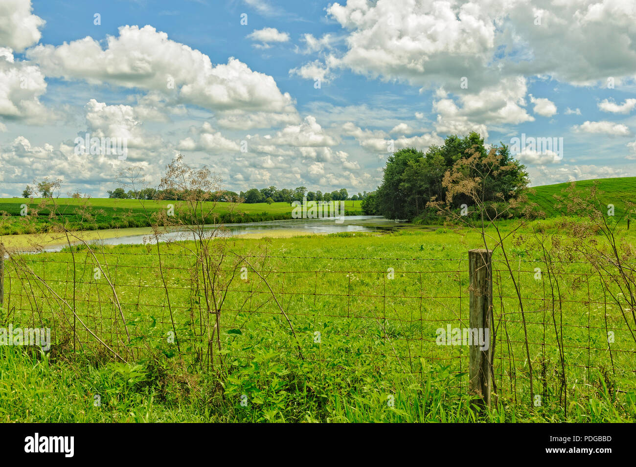 Kentucky bluegrass hi-res stock photography and images - Alamy