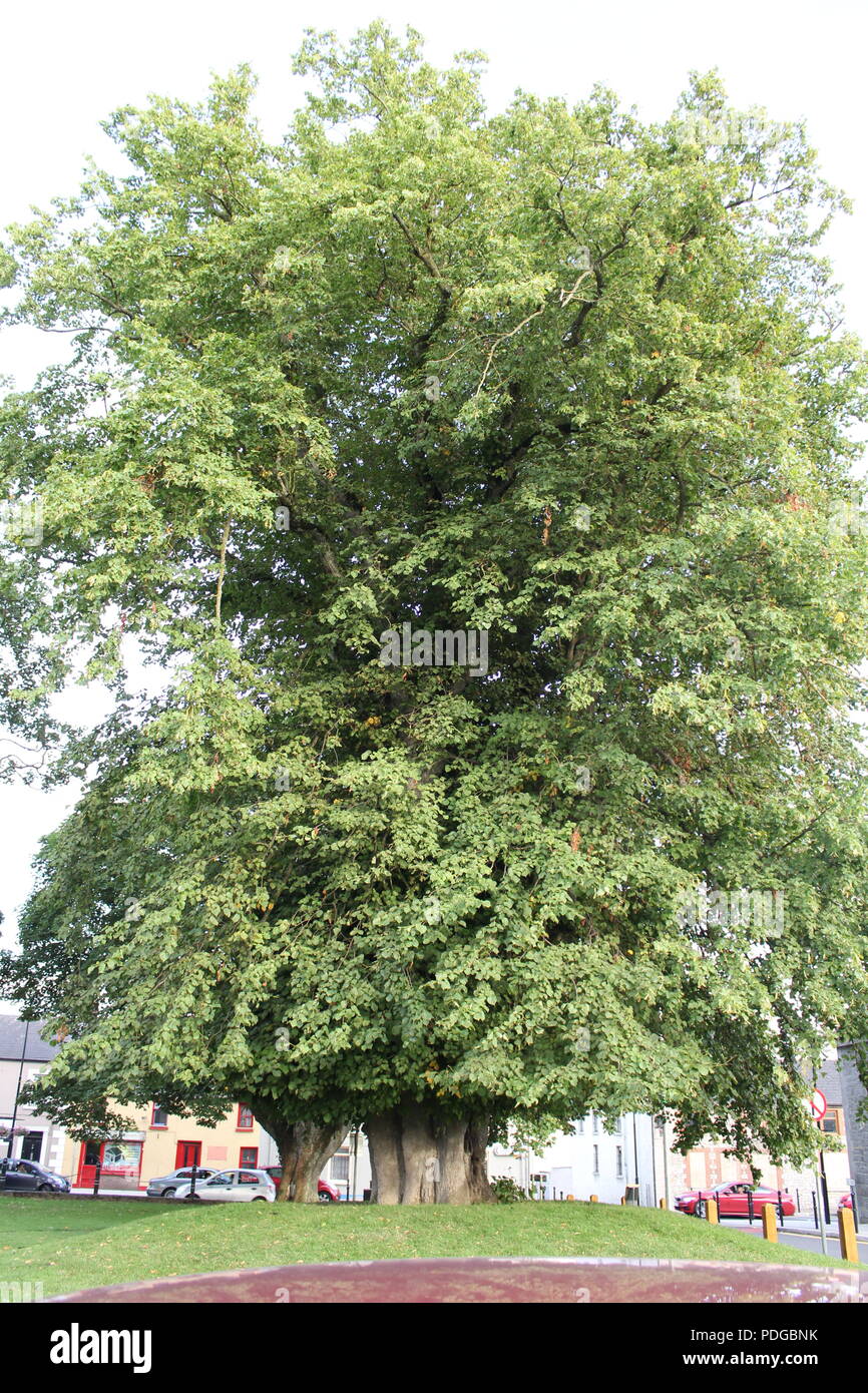 OLDEST LIME TREE IN IRELAND DULEEK HERITAGE TRAIL Stock Photo - Alamy
