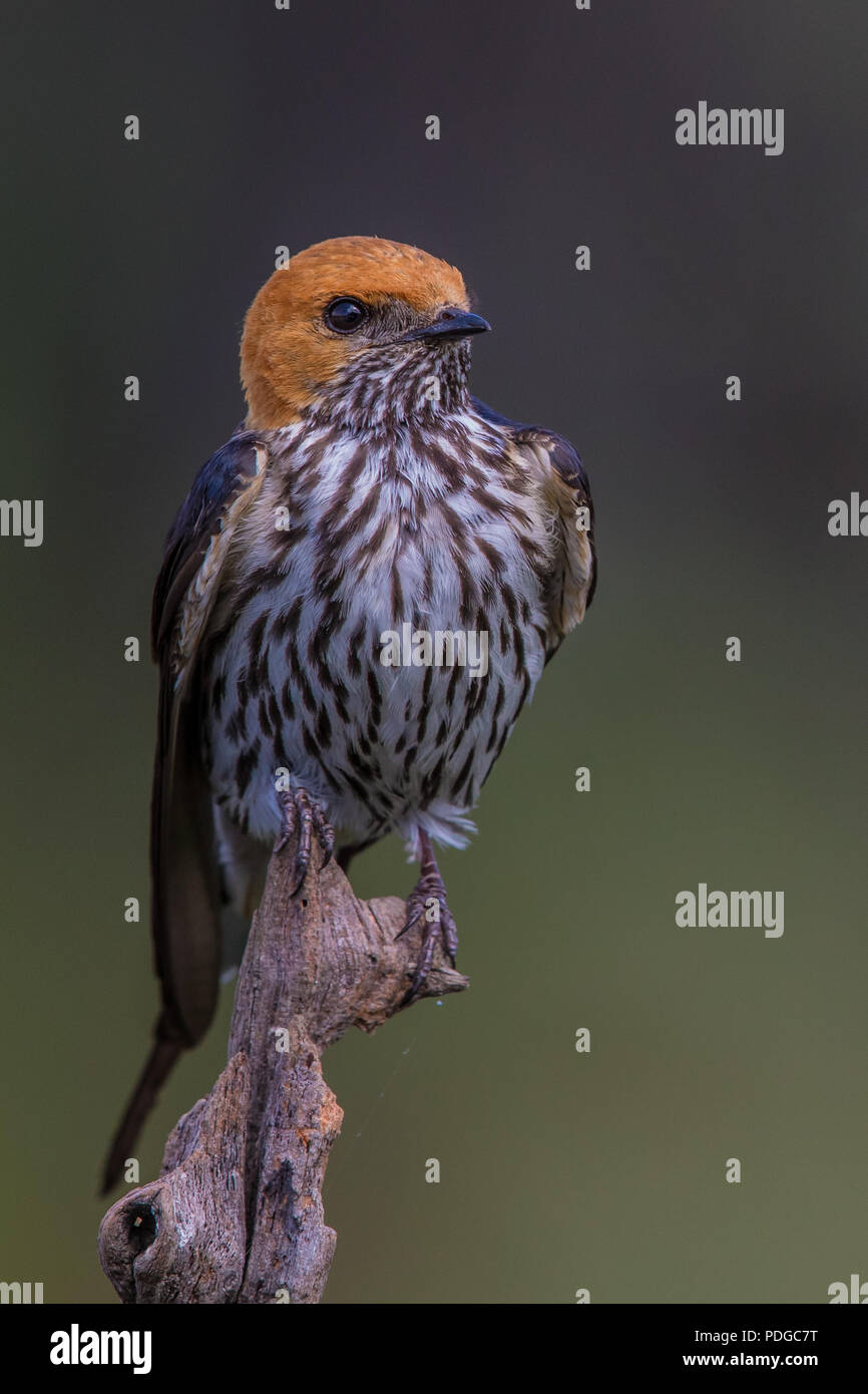 African swallow hi-res stock photography and images - Alamy