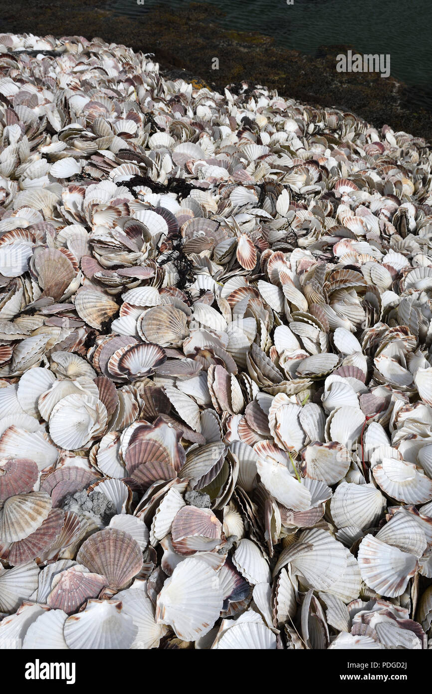 Empty scallop shells hi-res stock photography and images - Alamy