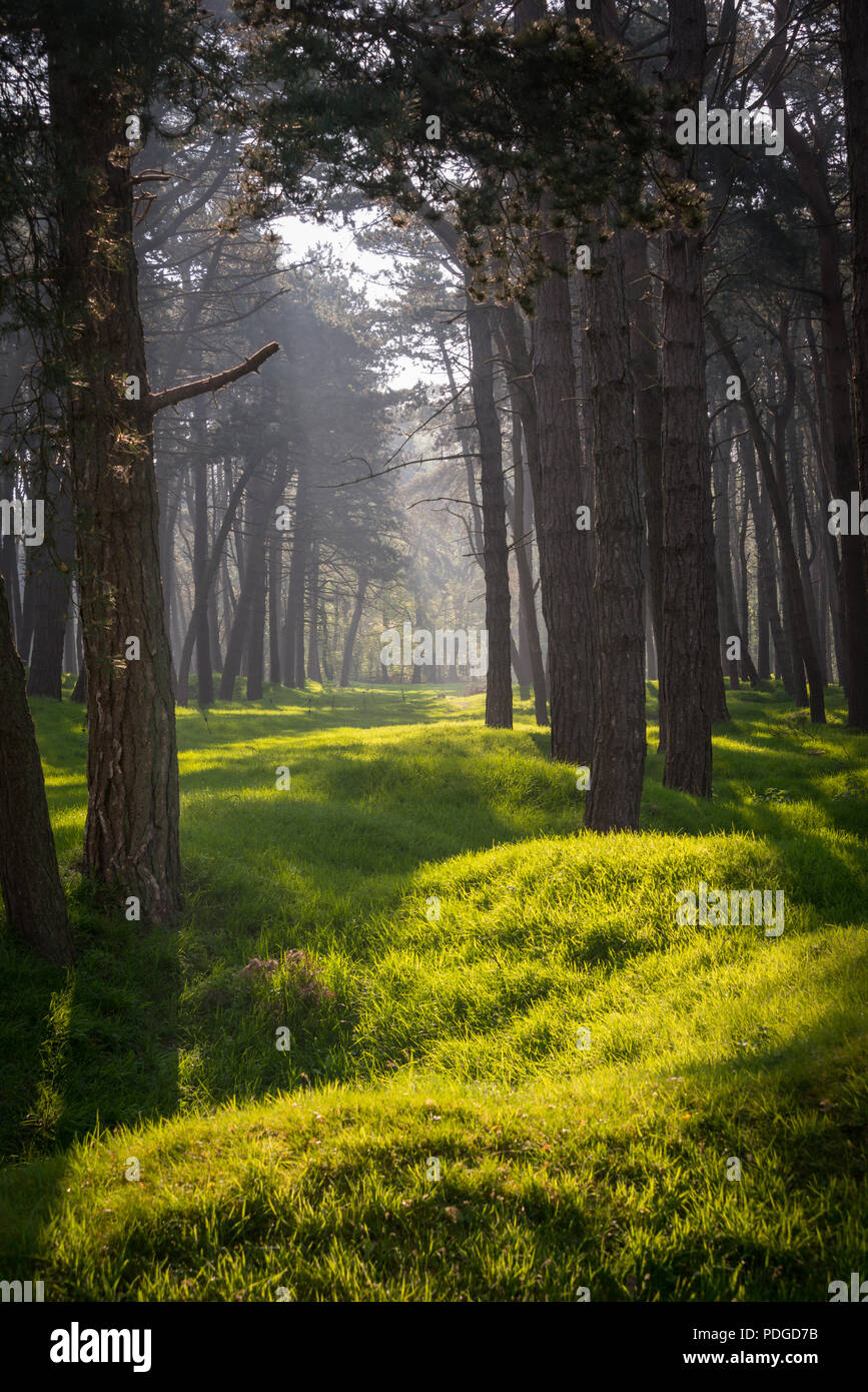 Morning light on the overgrown WW1 trenches and craters at Vimy Ridge ...
