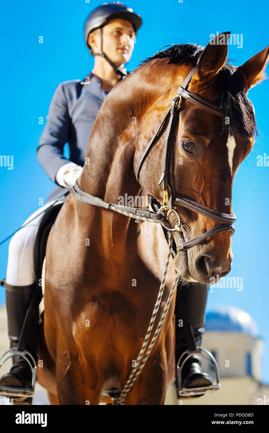 Gentle horseman riding dark-eyed saddle horse Professional racehorse ...