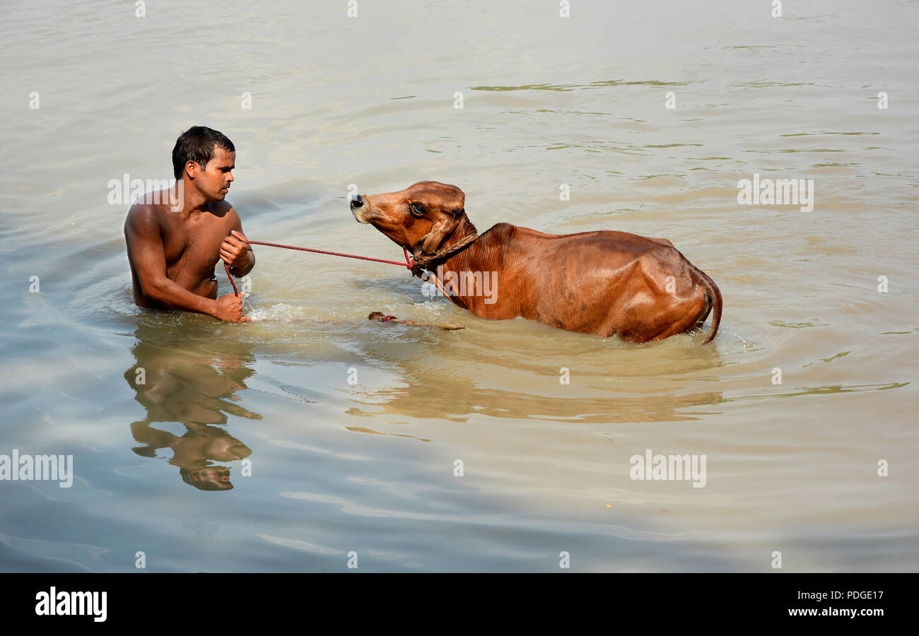 Animal bathing at pond water Stock Photo - Alamy
