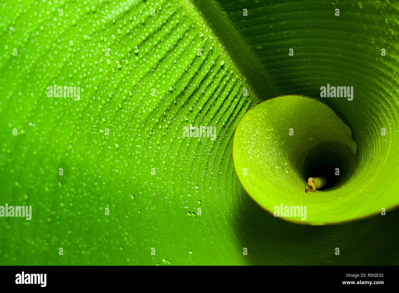 Fibonacci Spiral Water