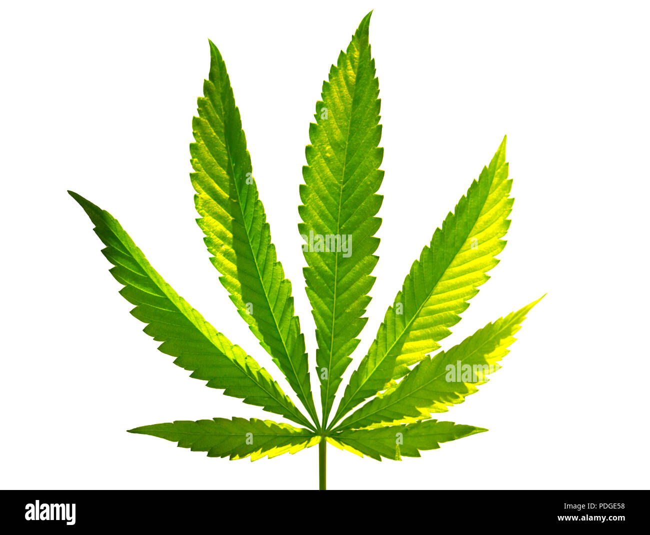 Logo hemp leaf text hi-res stock photography and images - Alamy