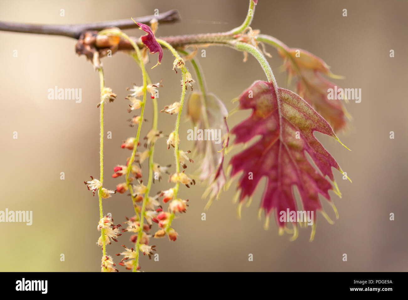 Young Leaves And Flowers Of The California Black Oak Tree Quercus Kelloggii In Spring