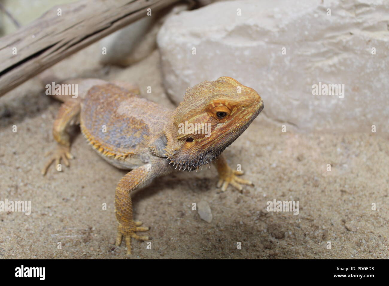 Python Fangs High Resolution Stock Photography and Images - Alamy
