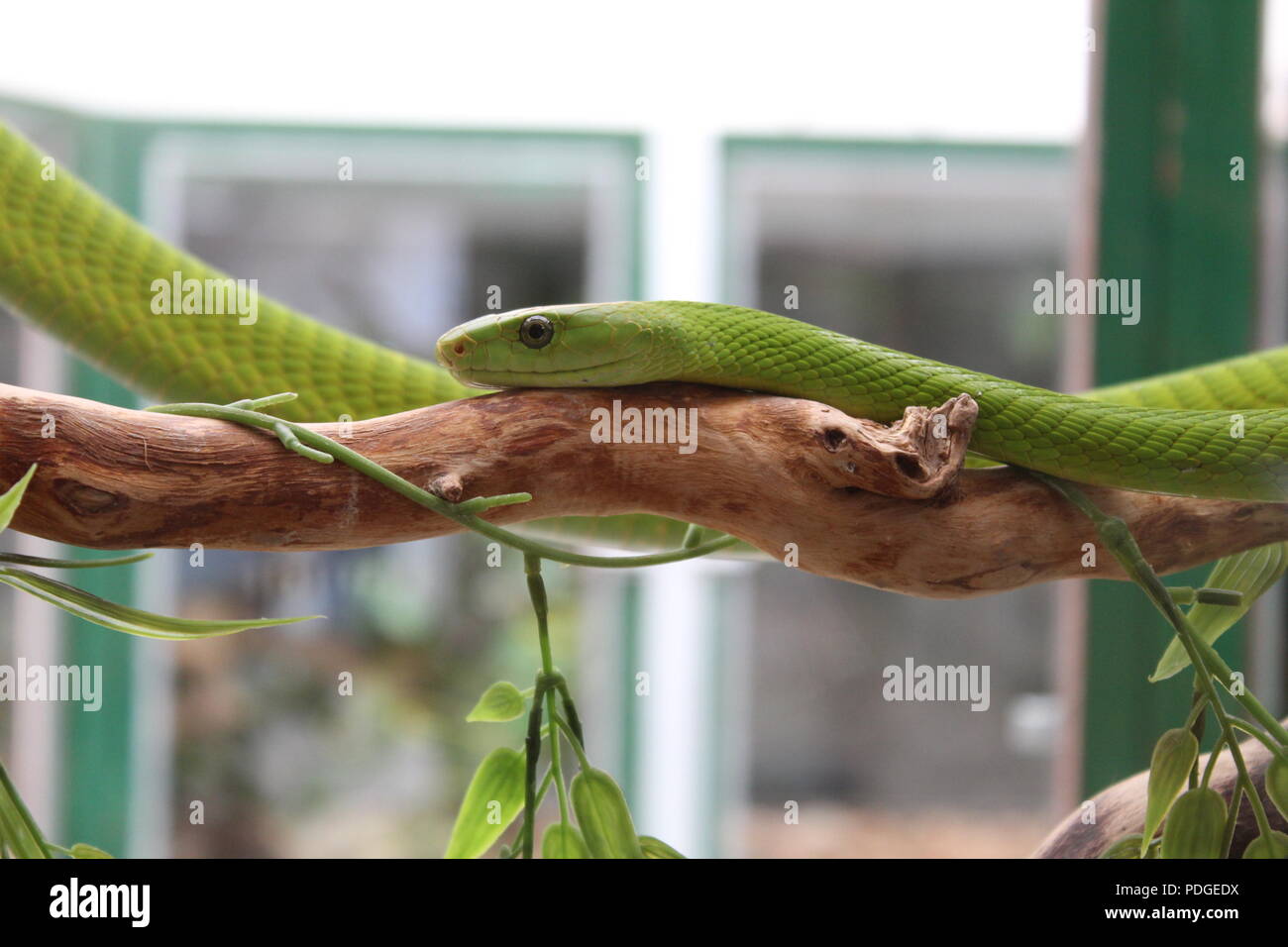 Reptiles and fangs hi-res stock photography and images - Alamy