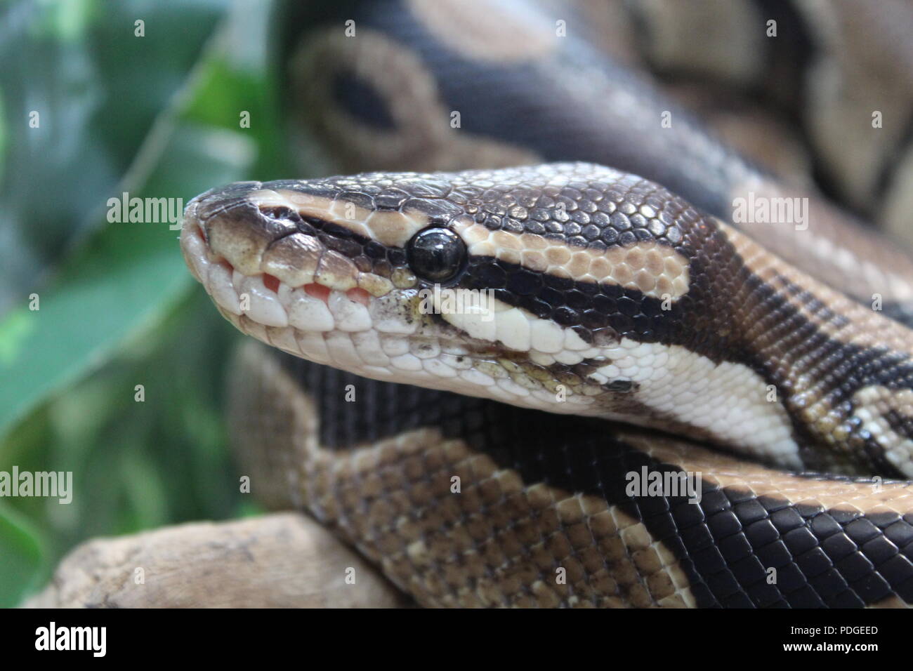 Python fangs hi-res stock photography and images - Alamy