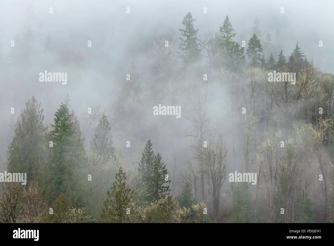 Thick fog cover the pine forest at the mountain slope at early winter ...