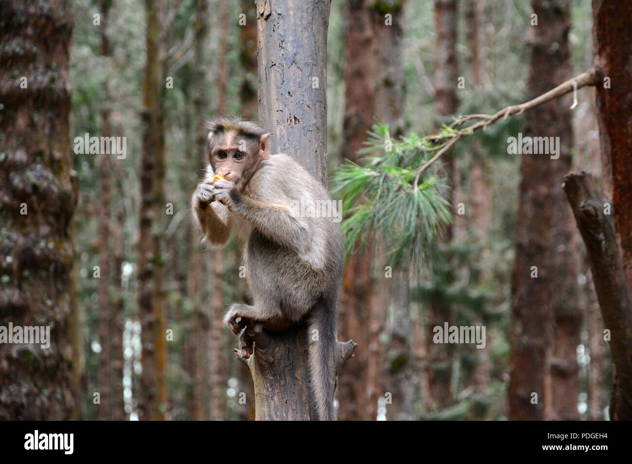 Jaguar eating hi-res stock photography and images - Alamy