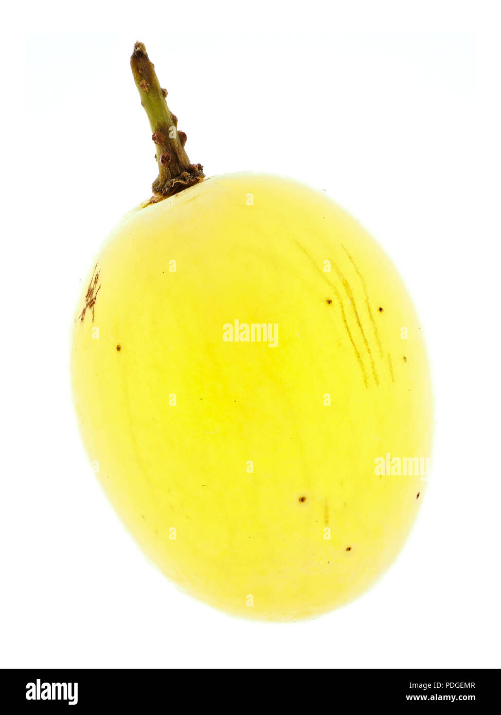 Single Fruits Pictures Grapes