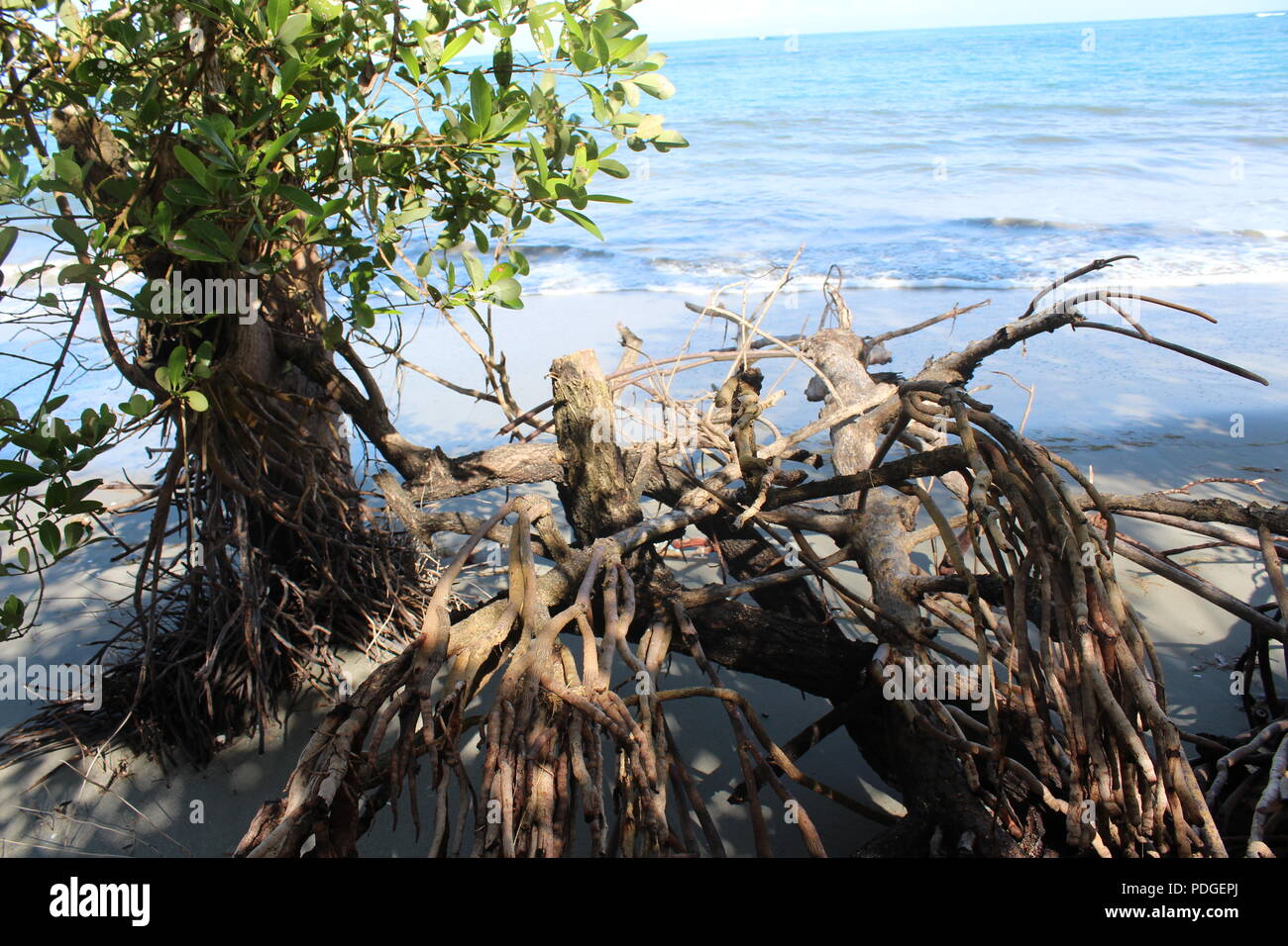 Edge of a mangrove along the beach on Hispaniola Stock Photo - Alamy