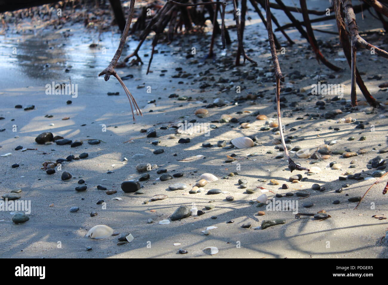 Mangrove and shell hi-res stock photography and images - Alamy