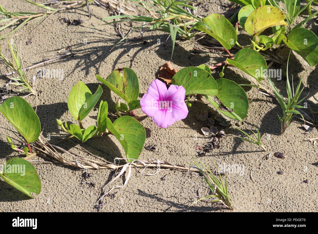 Dominican wildflower hi-res stock photography and images - Alamy
