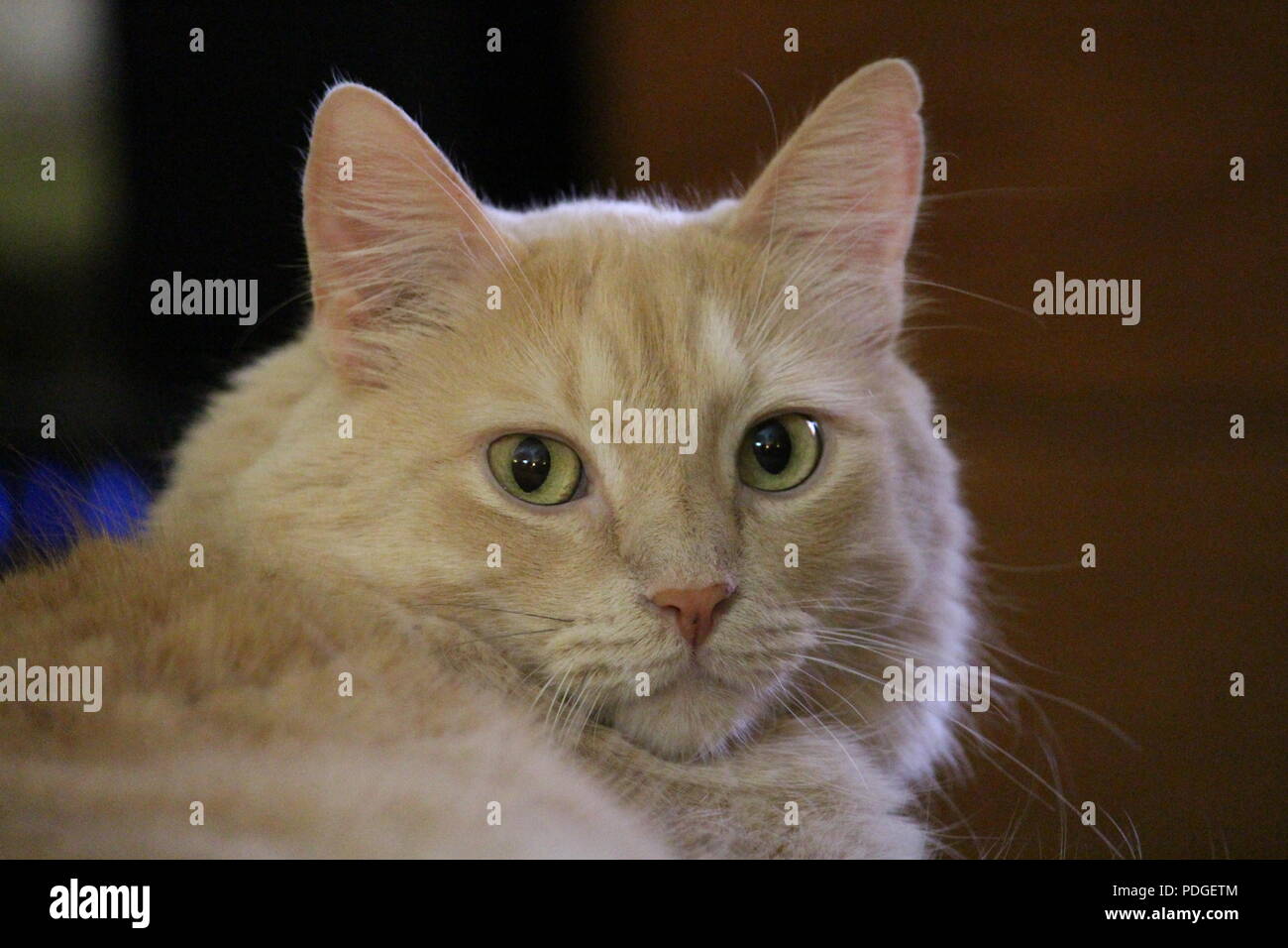 Yellow cat hi-res stock photography and images - Alamy