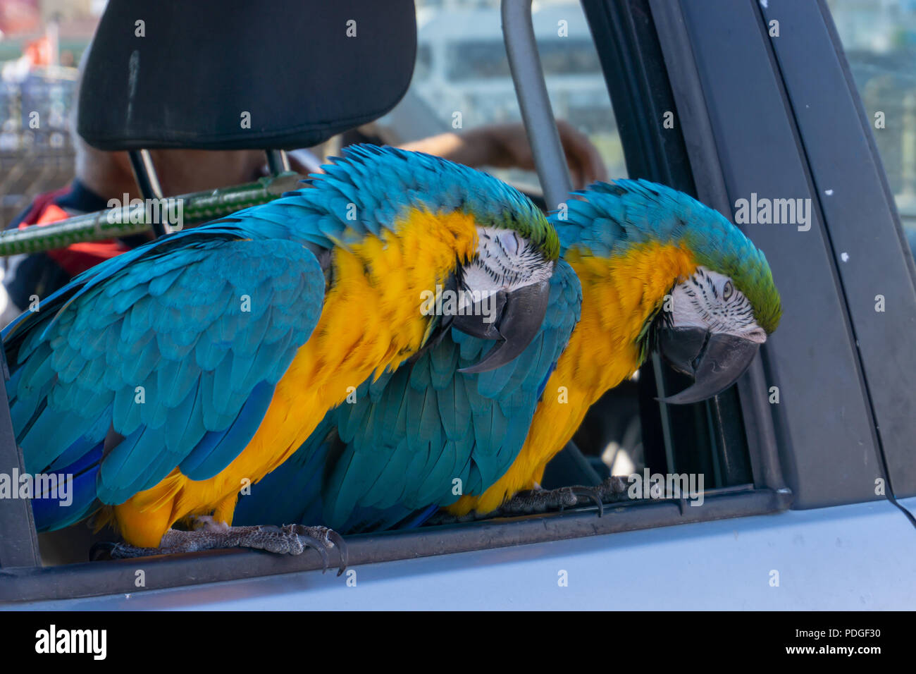 Parrots are looking outside on the window of car Stock Photo - Alamy