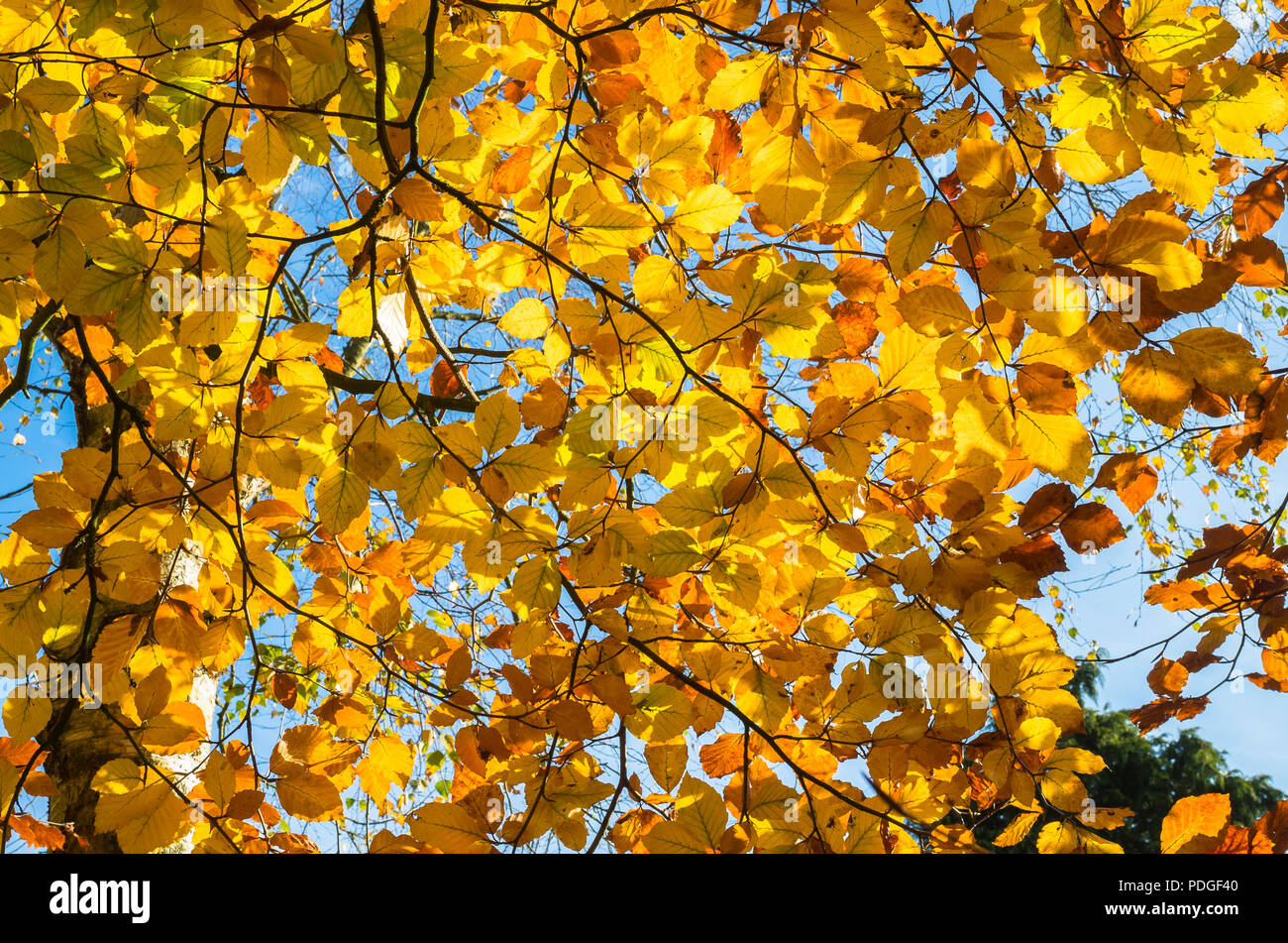 Canopy of colourful leaves hi-res stock photography and images - Alamy