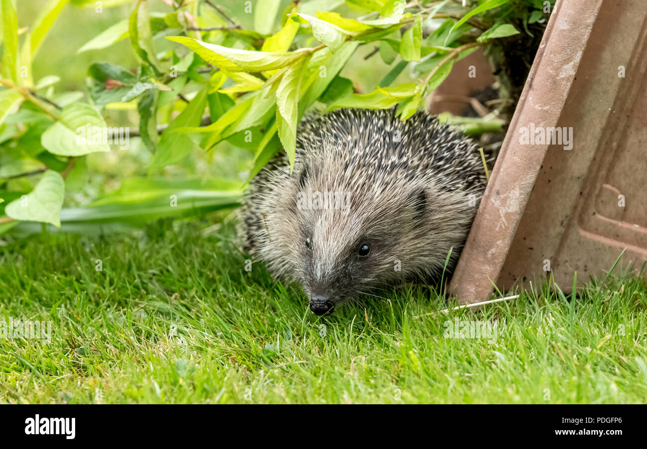 Hedgehog in garden, wild, free roaming hedgehog taken from inside a ...