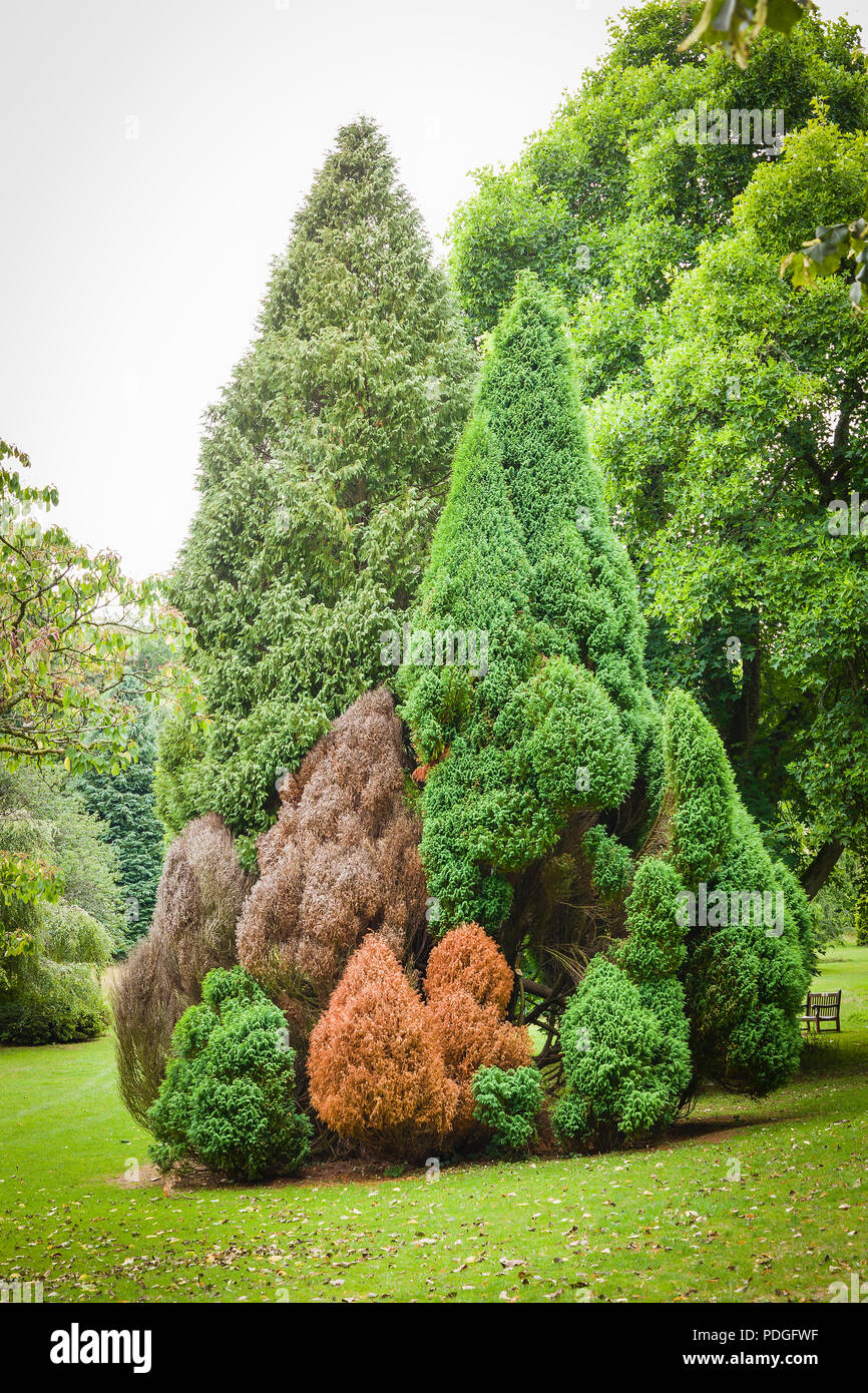 Conifers in summer hi-res stock photography and images - Alamy
