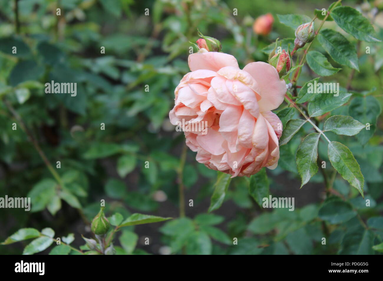 Pink English Rose on bush Stock Photo - Alamy