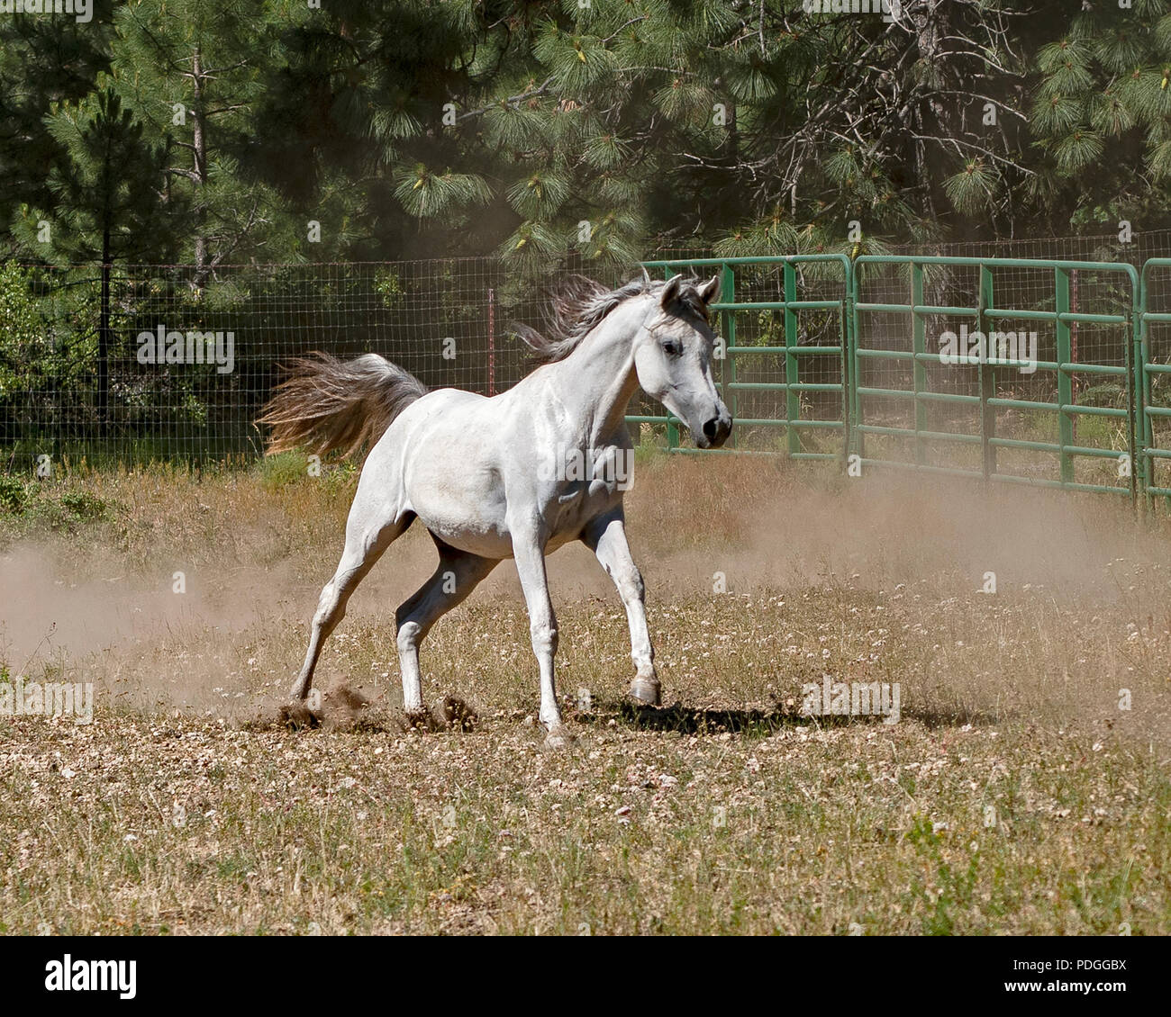exquisite arabian horse mare galloping free in a pasture with a forest ...
