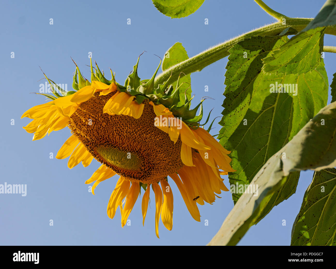 Rust and yellow sunflower hi-res stock photography and images - Alamy