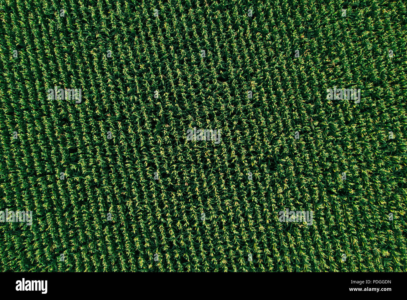 Corn field texture hi-res stock photography and images - Alamy