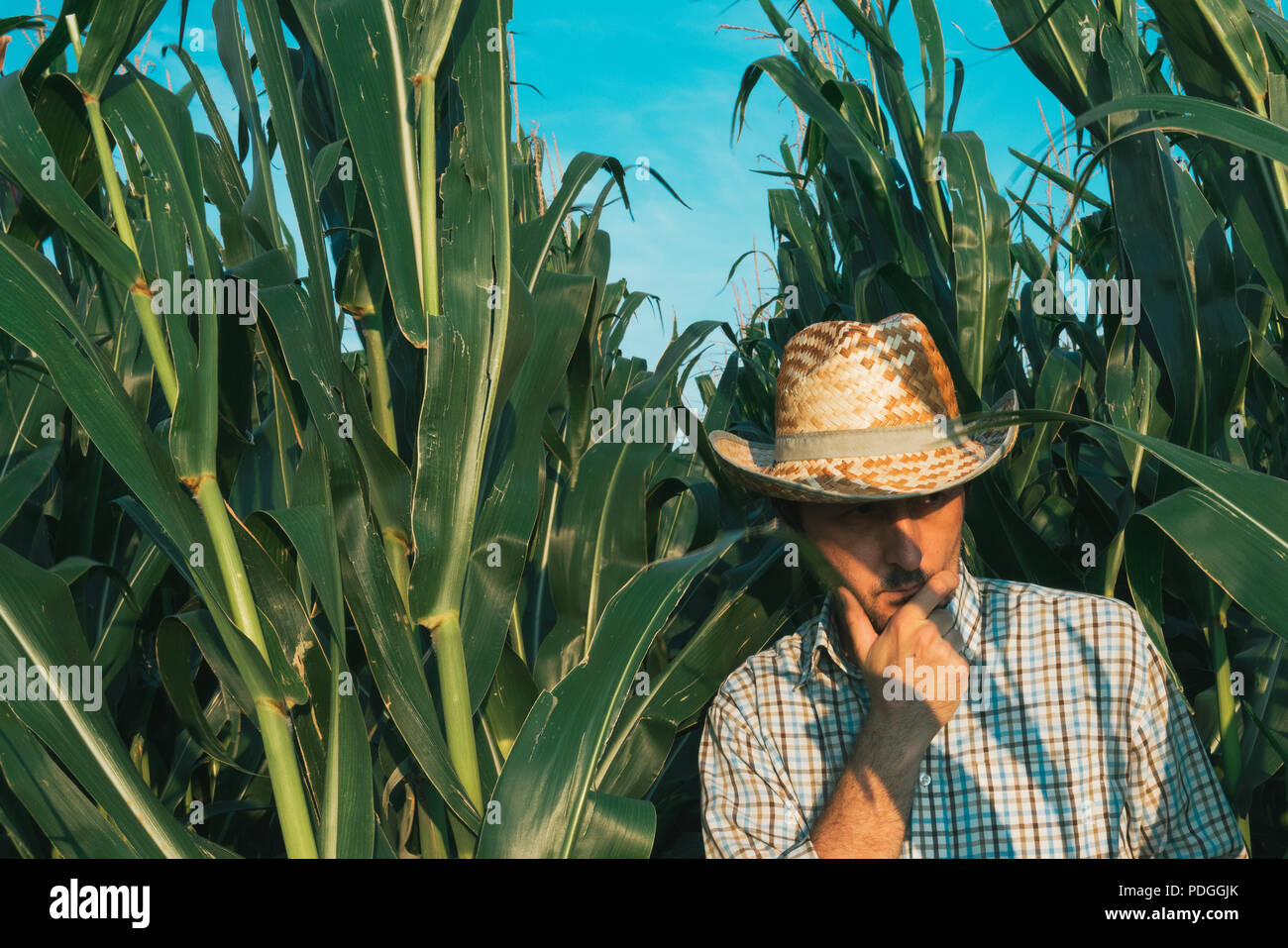 Portrait of male farmer in corn field, thinking and planning next ...