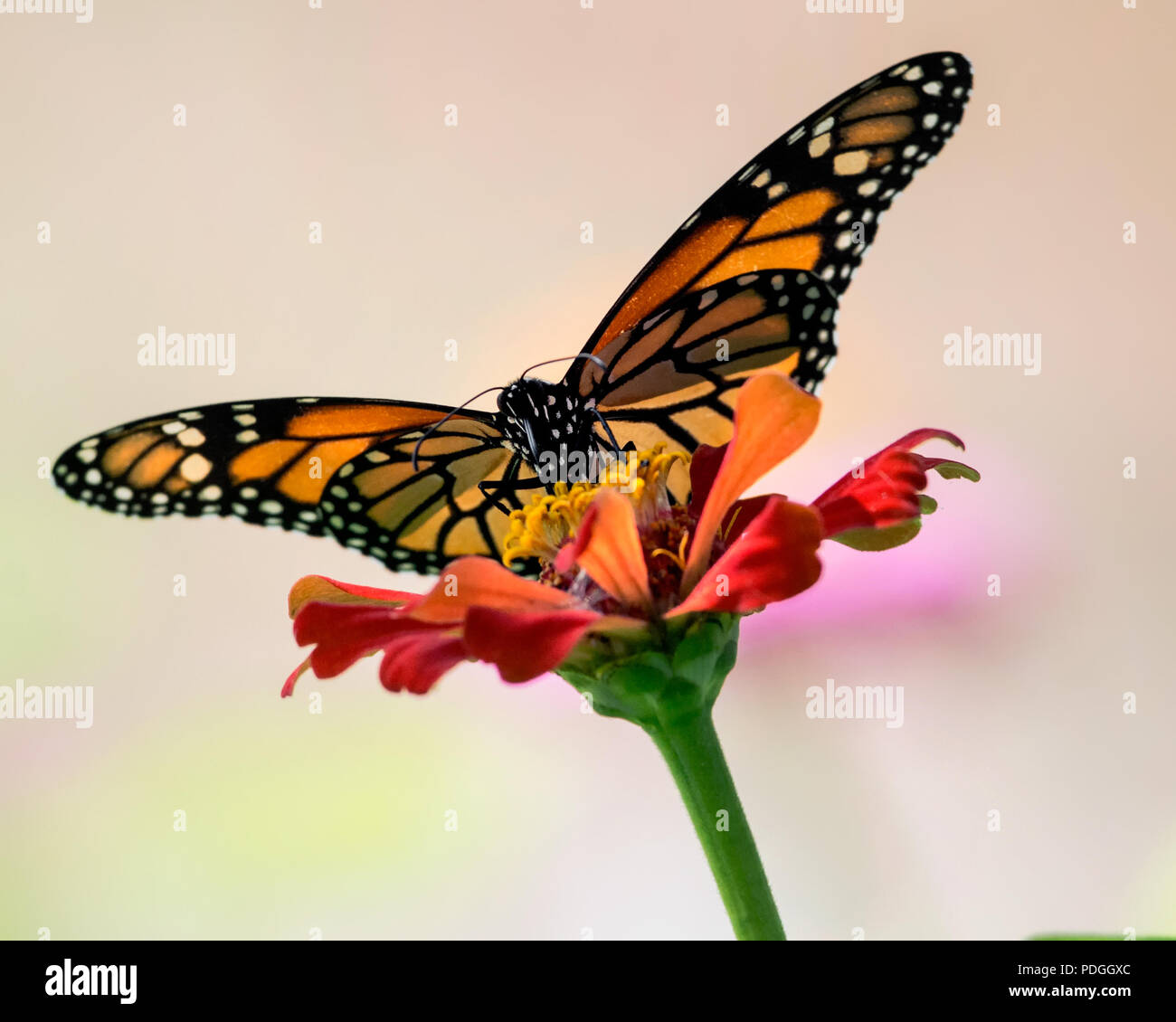 Spread Wings of Queen Butterfly with Backlighting Stock Photo - Alamy