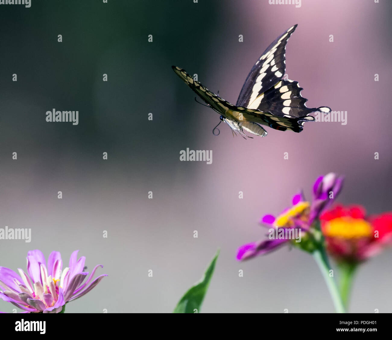 Butterfly in flight hi-res stock photography and images - Alamy