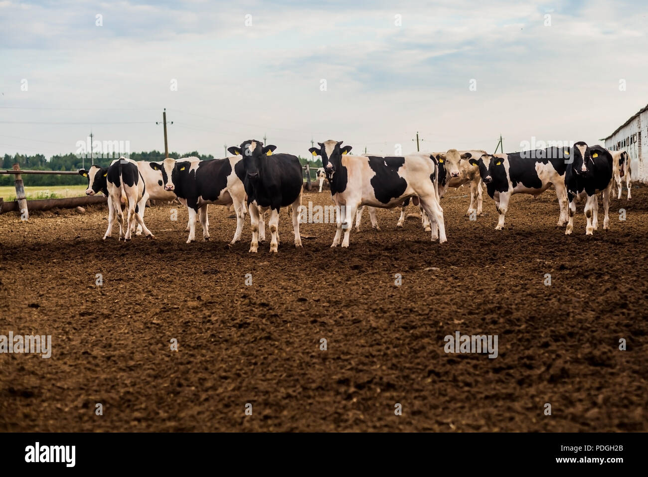 Bulls in pen hi-res stock photography and images - Alamy