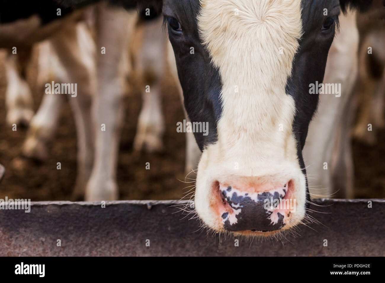 Angry bull close up hi-res stock photography and images - Alamy