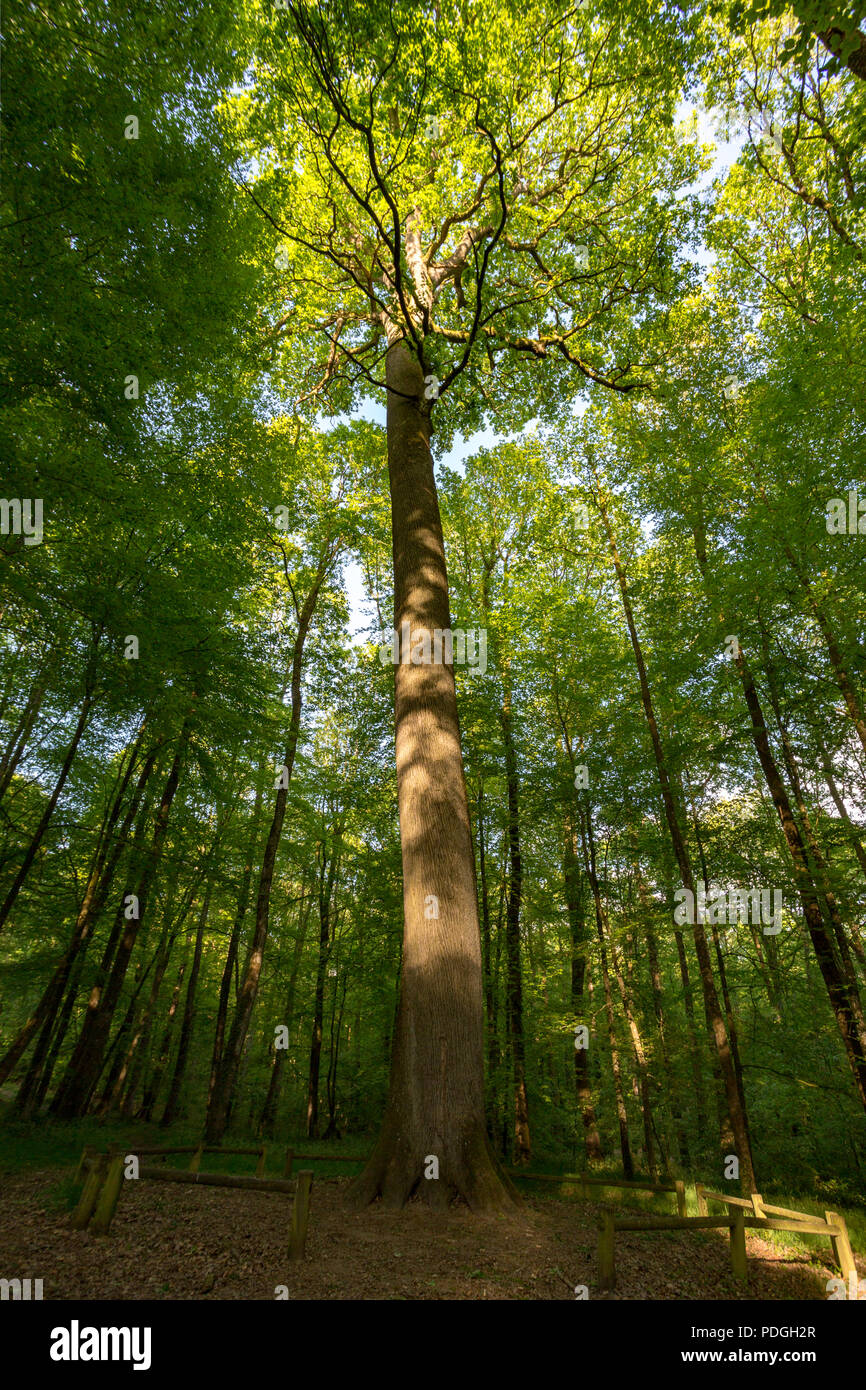 FRANCE, ORNE, Forêt de Bellême: The famous Chêne de l'École, a 300-year ...