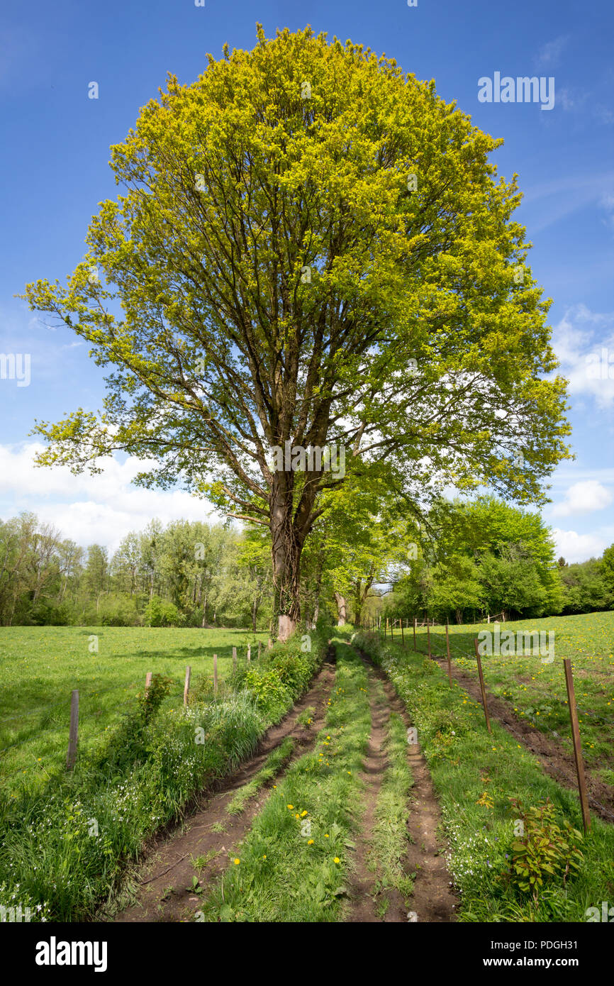 A large tree standing next to a trail through green pastures in spring ...