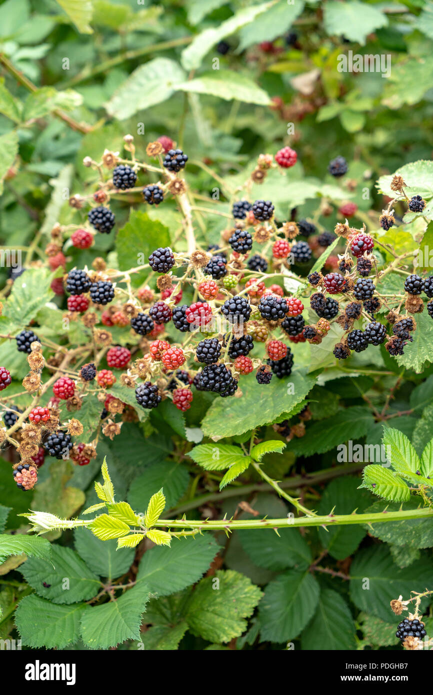 Brambles leaves hi-res stock photography and images - Alamy