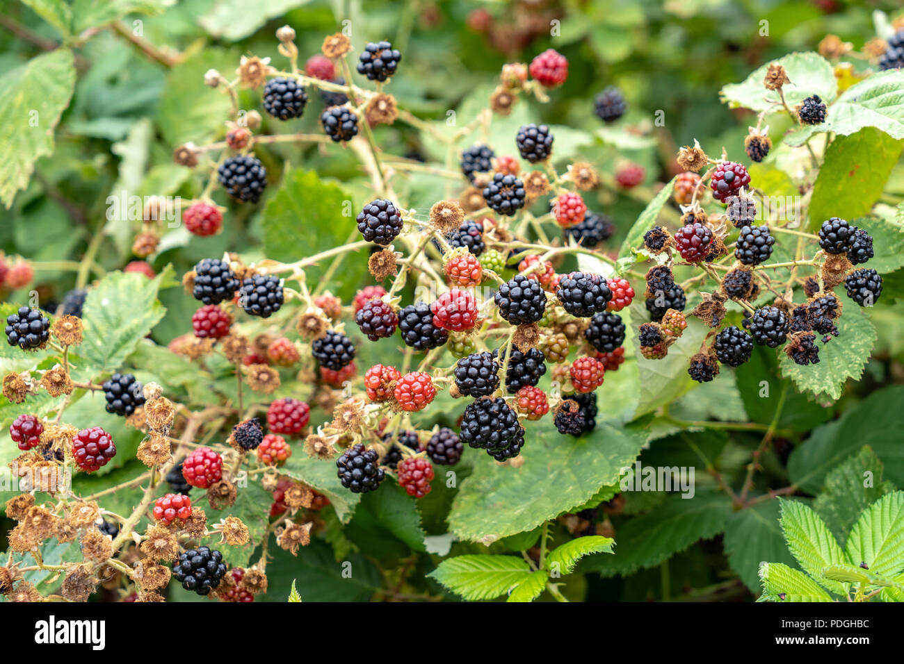 Brambles leaves hi-res stock photography and images - Alamy