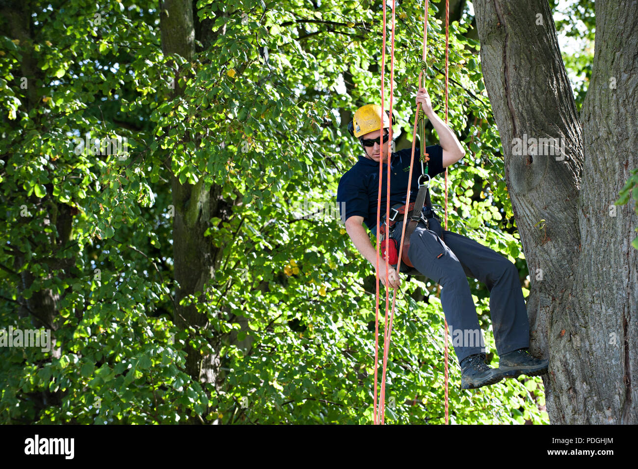 Demonstration of tree rescue techniques at the Conference for ...