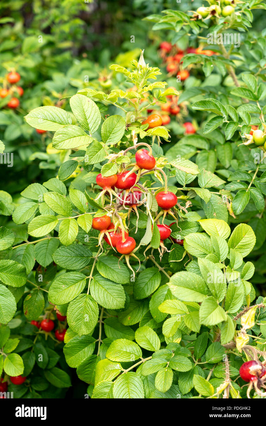 Rose hips Rosa rugosa Stock Photo - Alamy