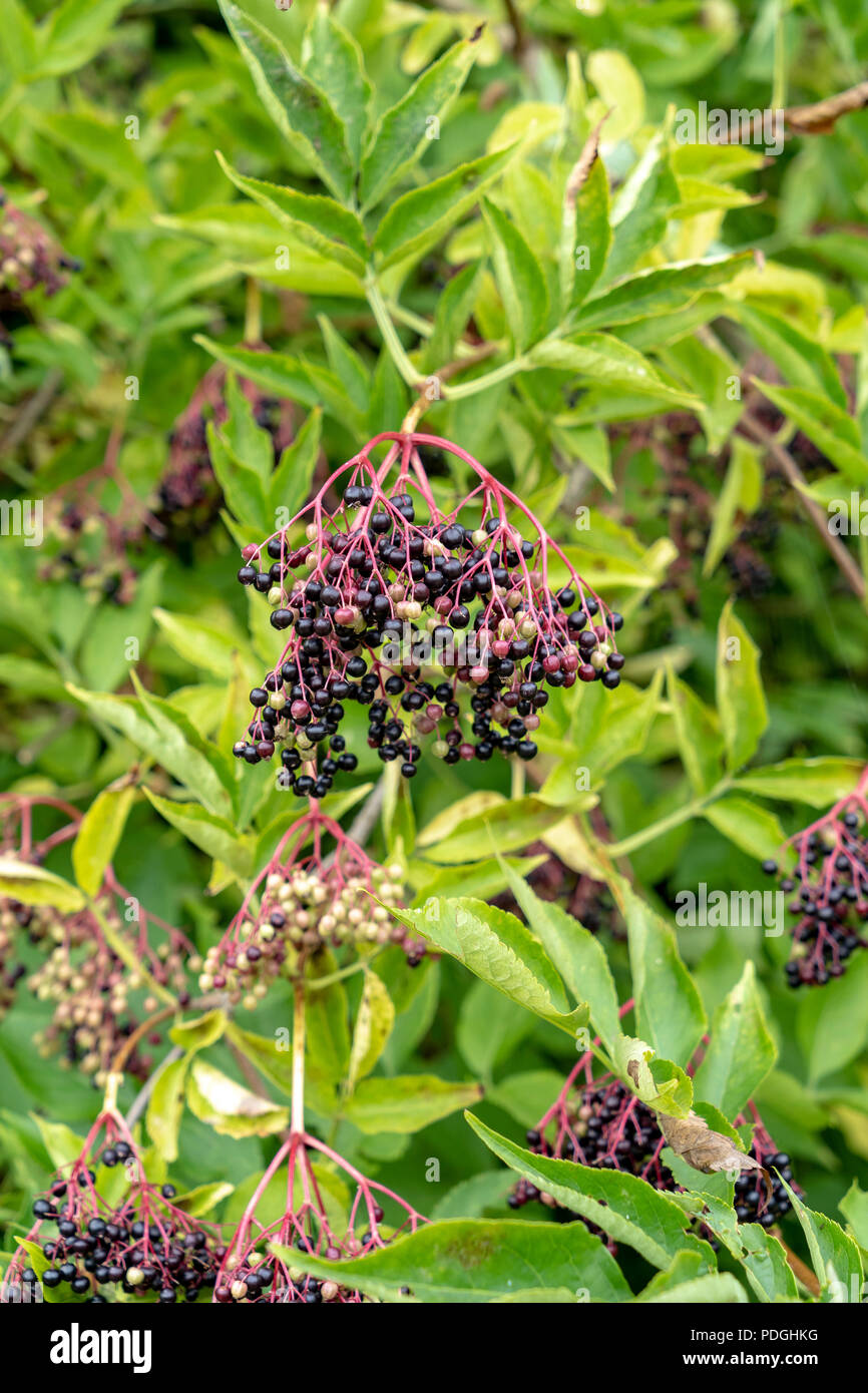 Elder berry tree hi-res stock photography and images - Alamy