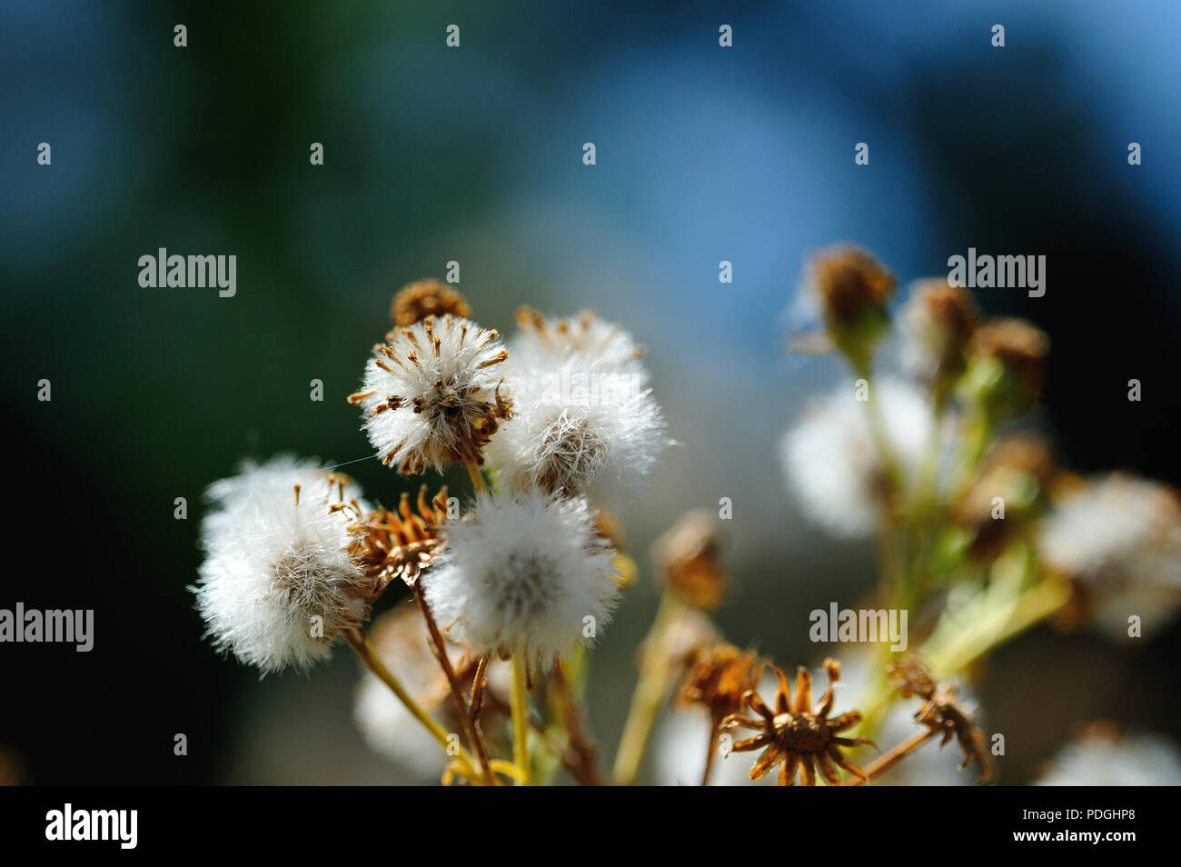 Fluffy seed heads hi-res stock photography and images - Alamy