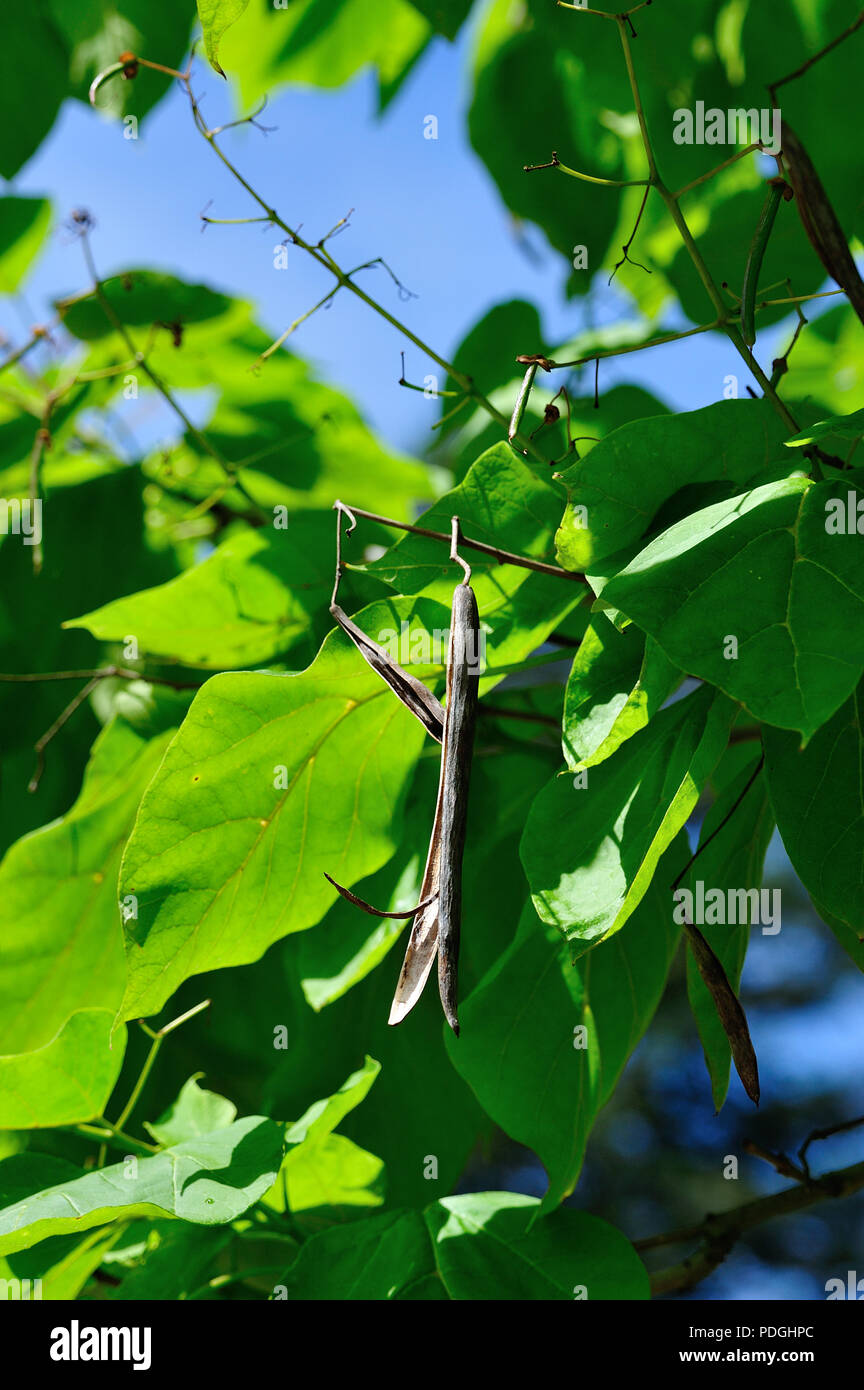 seed bean pod hanging from in a tree in Bedfordshire, England Stock ...