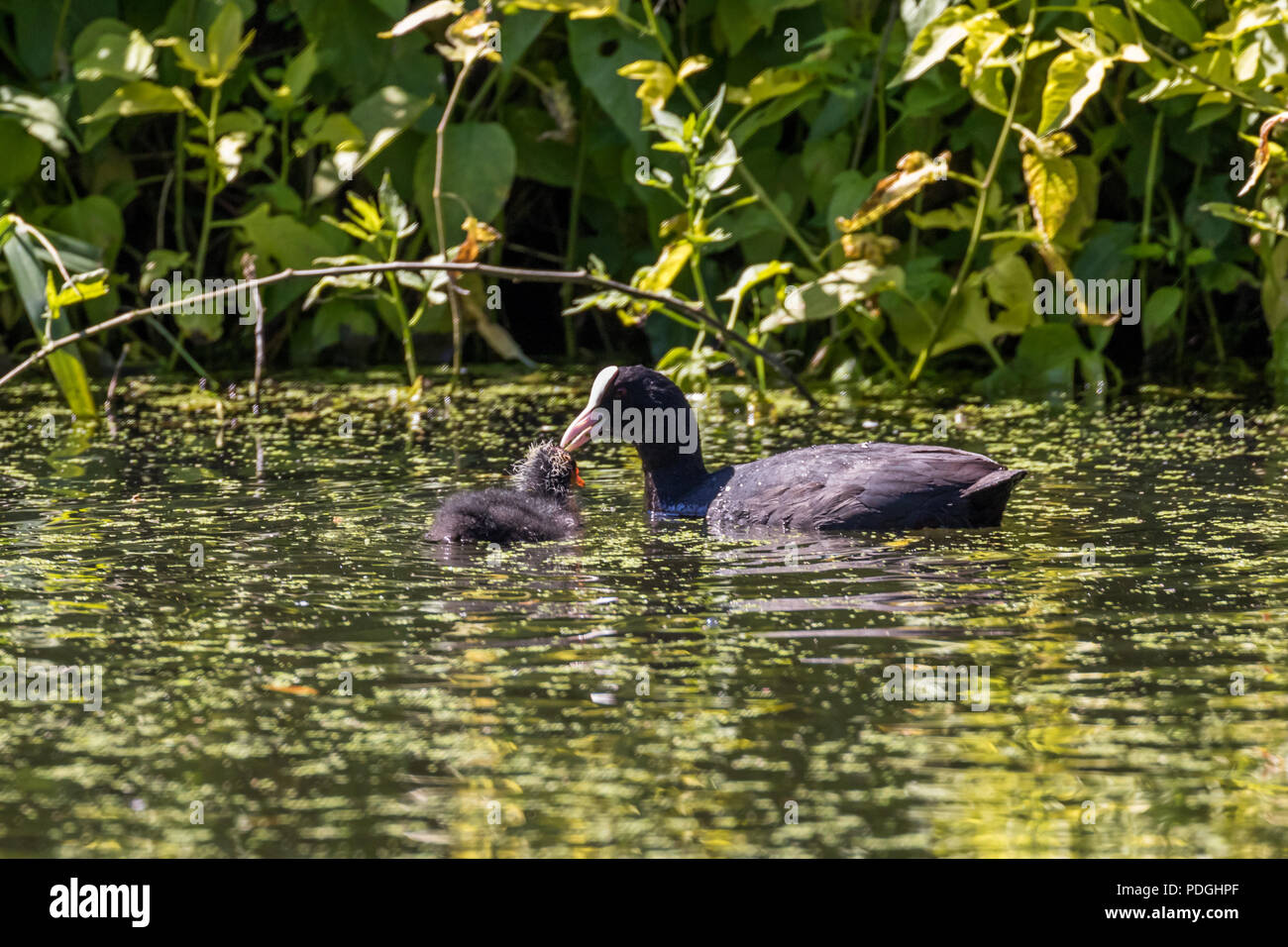Juvenile coot hi-res stock photography and images - Alamy